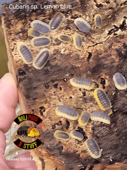 10 Cubaris Sp. Lemon Blue Isopods by NoLi Pods N' Stuff LLC