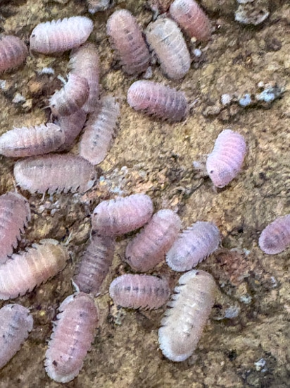 10+ Cubaris Sp. Cherry Blossoms Isopod by NoLi Pods N' Stuff LLC