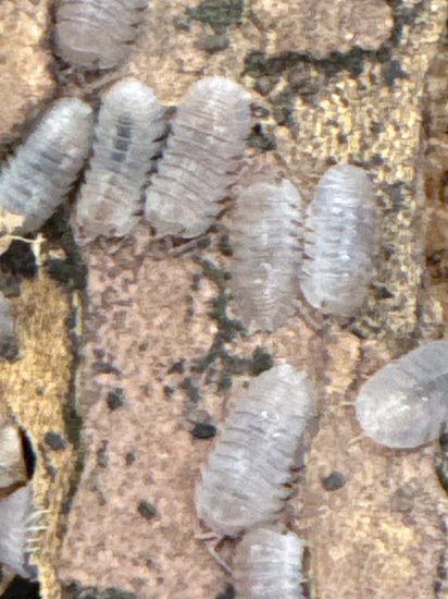 20+ Armadillidium Scaberrimum "sandstone Isopod by NoLi Pods N' Stuff LLC