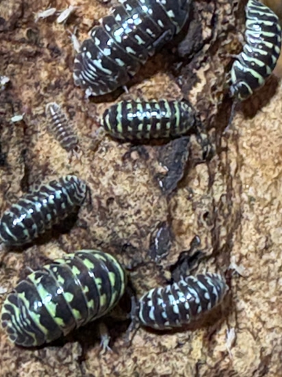 10+ Armadillidium Maculatum Yellow Zebra Isopod by NoLi Pods N' Stuff LLC