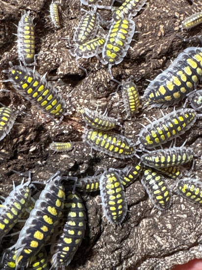 10+ Porcellio Haasi High Yellow Isopod by NoLi Pods N' Stuff LLC