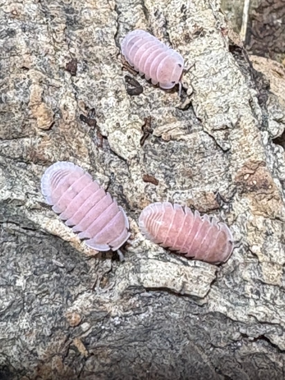 6+1 Cubaris Sp. Cherry Blossom **rare** Isopod by NoLi Pods N' Stuff LLC