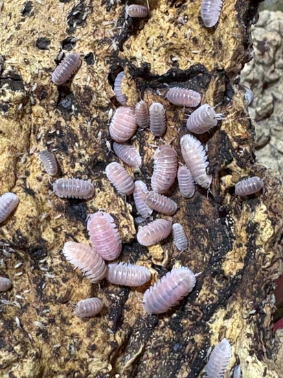 6 Cubaris Sp. Cherry Blossom, 6 Troglodillo Sp. Green Spot And 6 ...