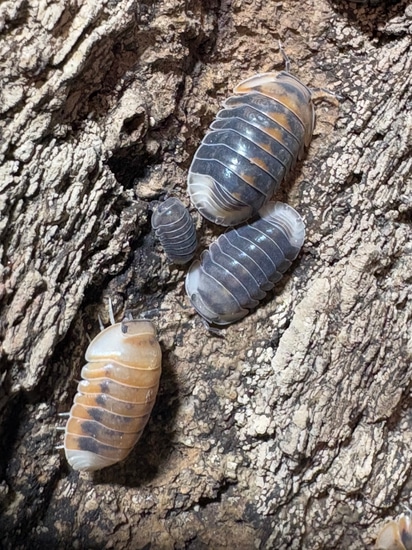 ** Rare ** Cubaris Sp. Angry Monks Isopod by NoLi Pods N' Stuff LLC