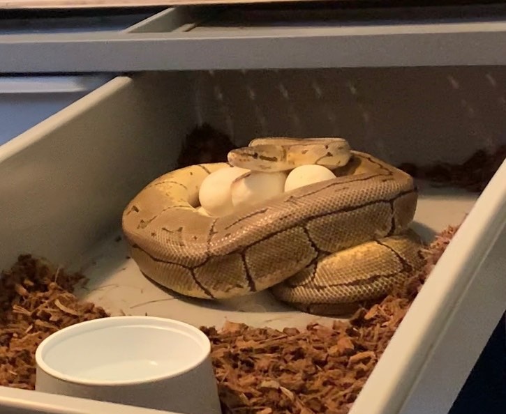 Ball Python Clutch: NP2022-02 by Nathan's Pythons - MorphMarket