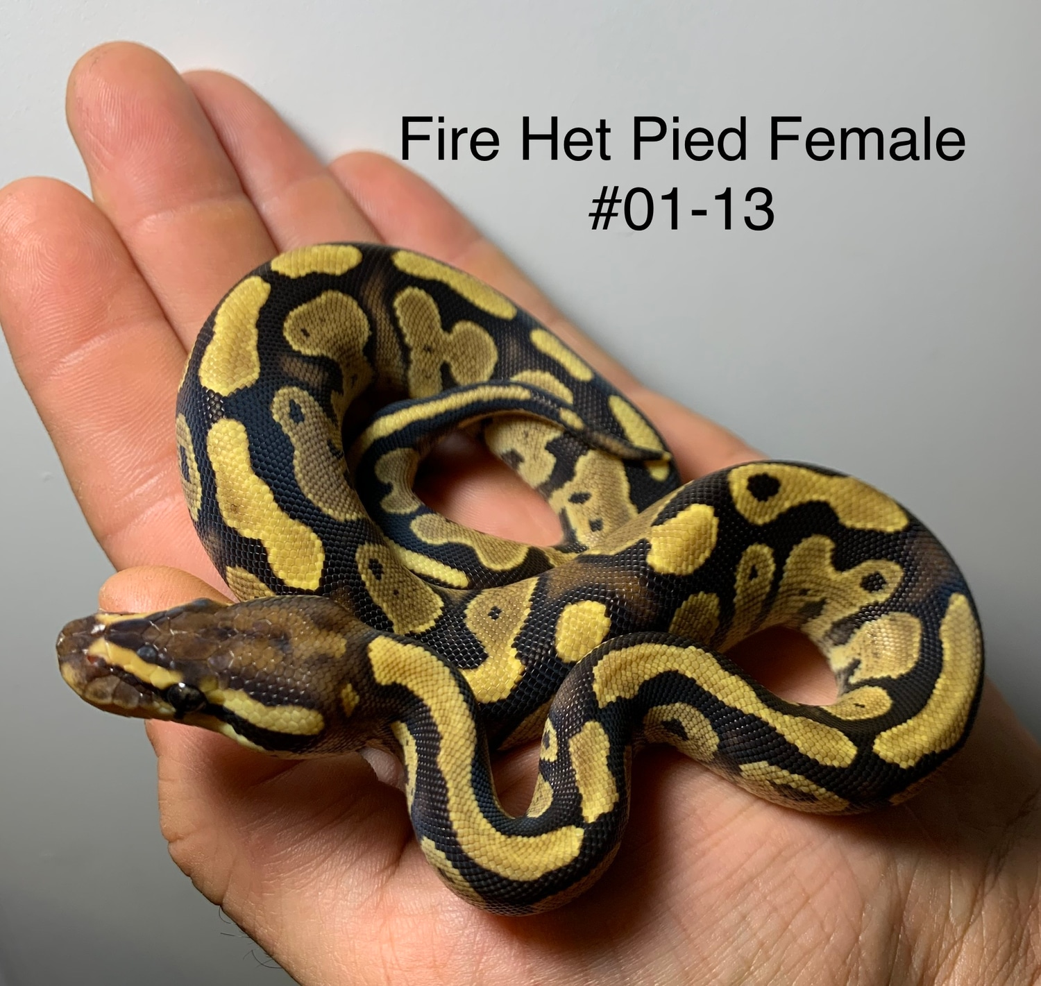 Fire 100% Het Piebald Ball Python by Nathan's Pythons - MorphMarket