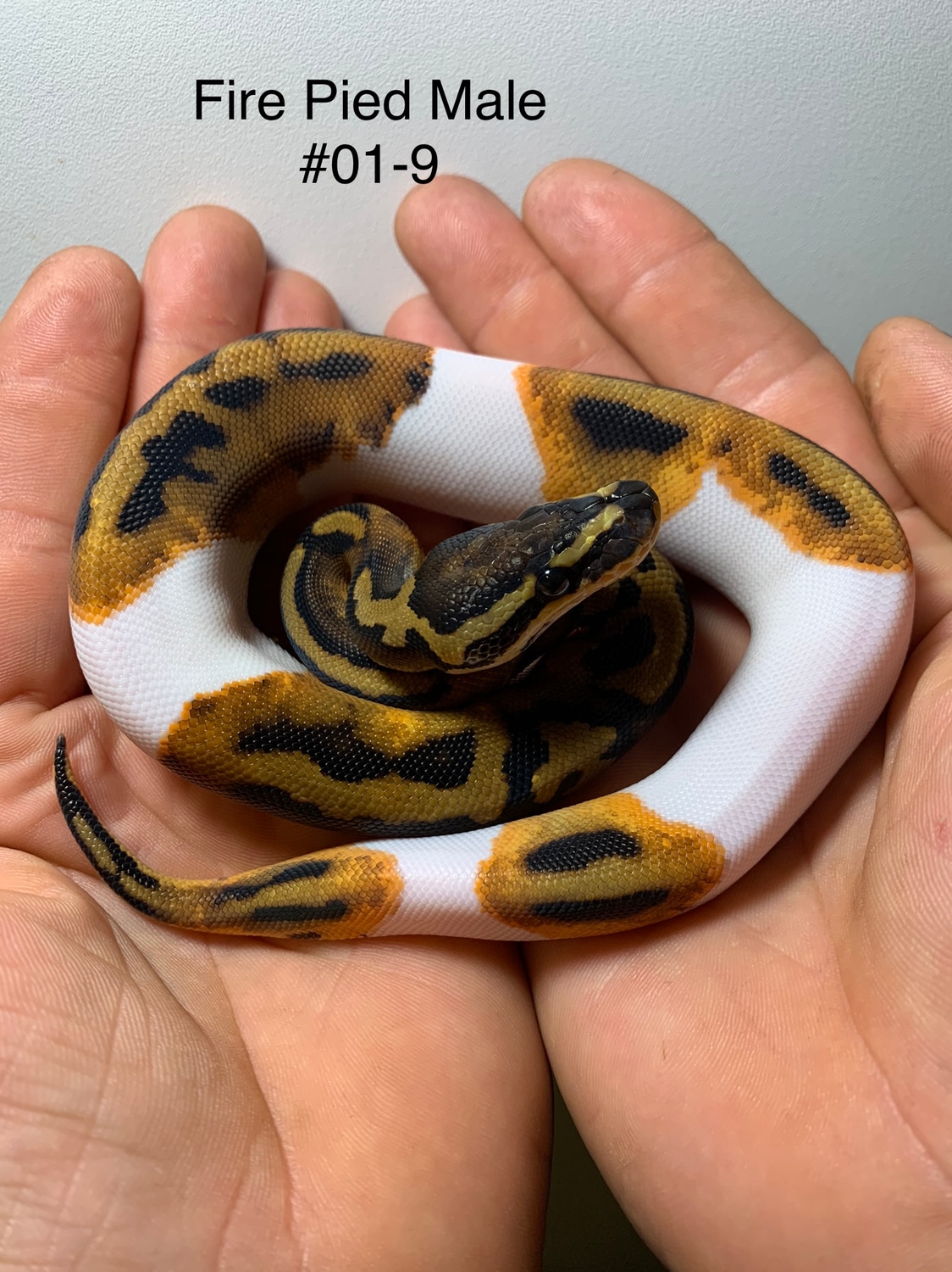 Piebald Pos. Fire Ball Python by Nathan's Pythons - MorphMarket