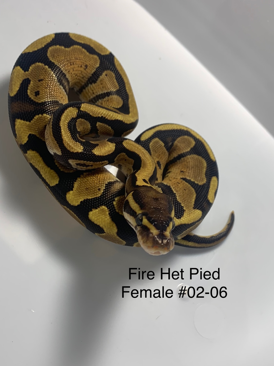 Fire 100% Het Piebald Ball Python by Nathan's Pythons - MorphMarket