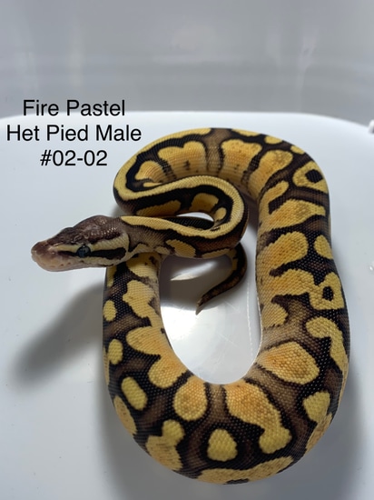Firefly 100% Het Piebald *Free Shipping* Ball Python by Nathan's ...