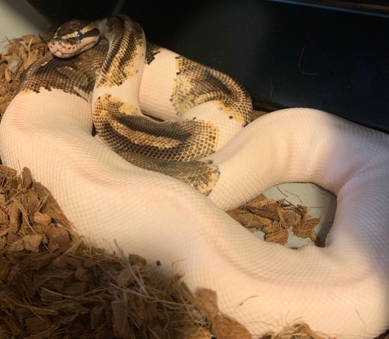Pyro Pied Proven Breeder Ball Python by Nathan's Pythons