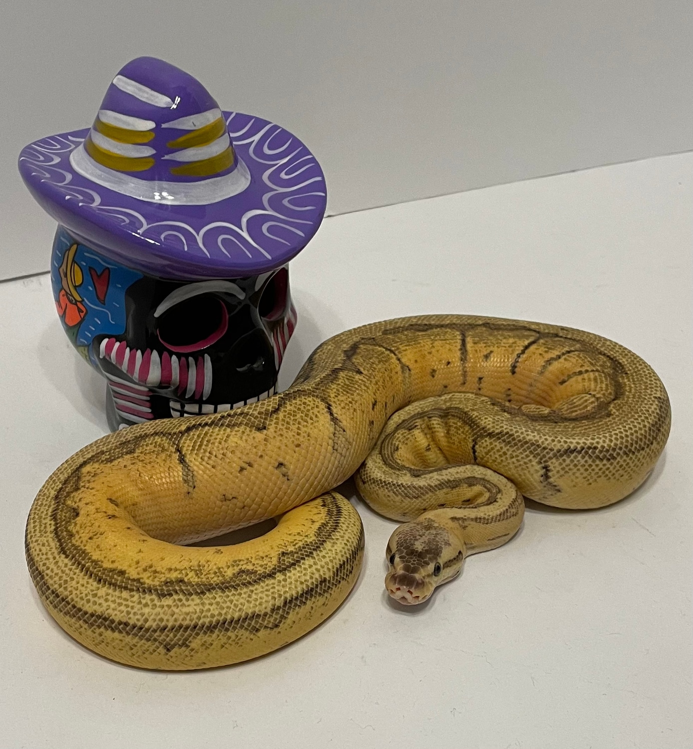 Dragon Fly 100% Het Piebald Ball Python by Nathan's Pythons - MorphMarket