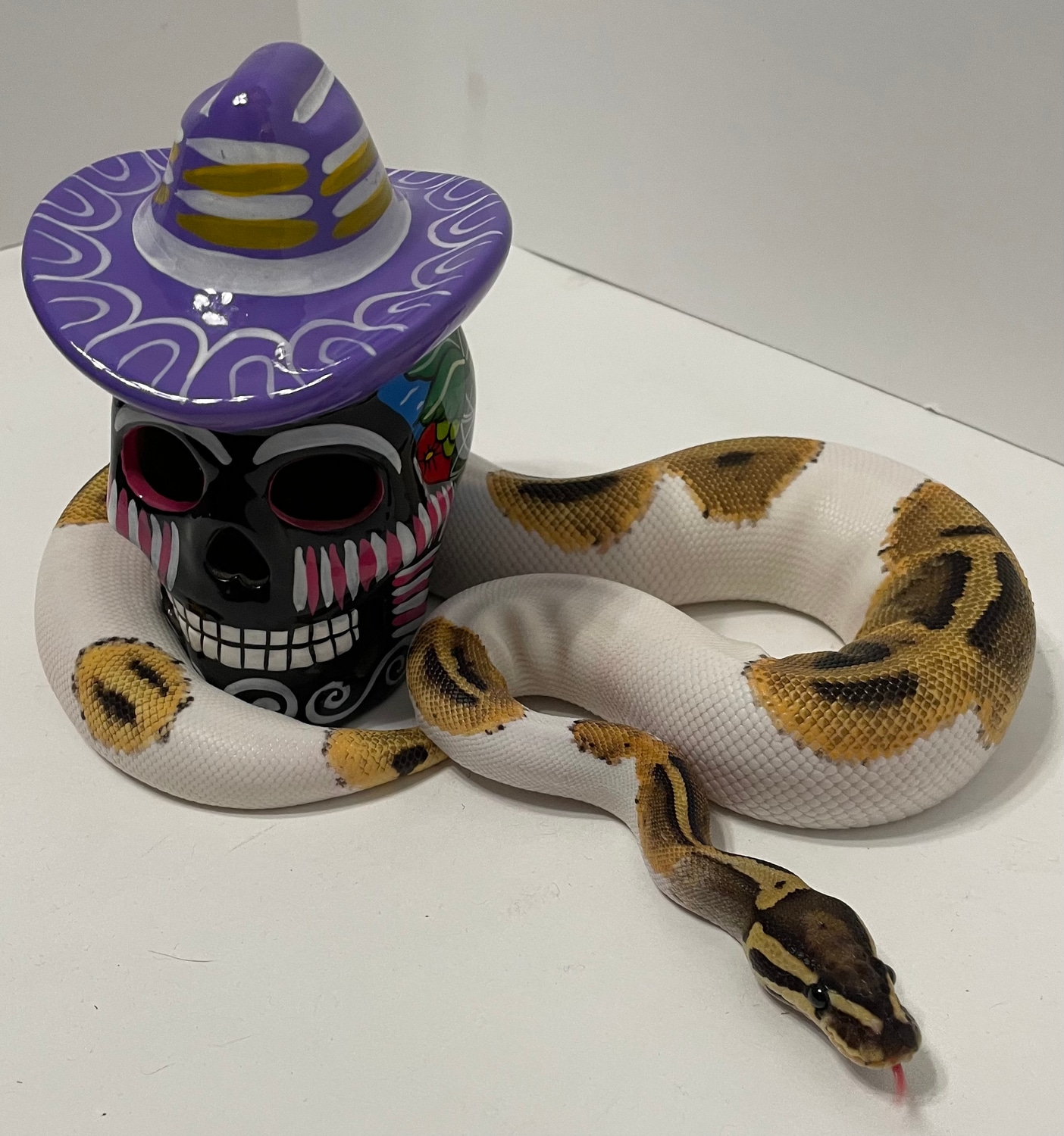 Pyro Pied Ball Python by Nathan's Pythons - MorphMarket