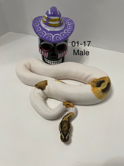 Pyro Pied Ball Python by Nathan's Pythons