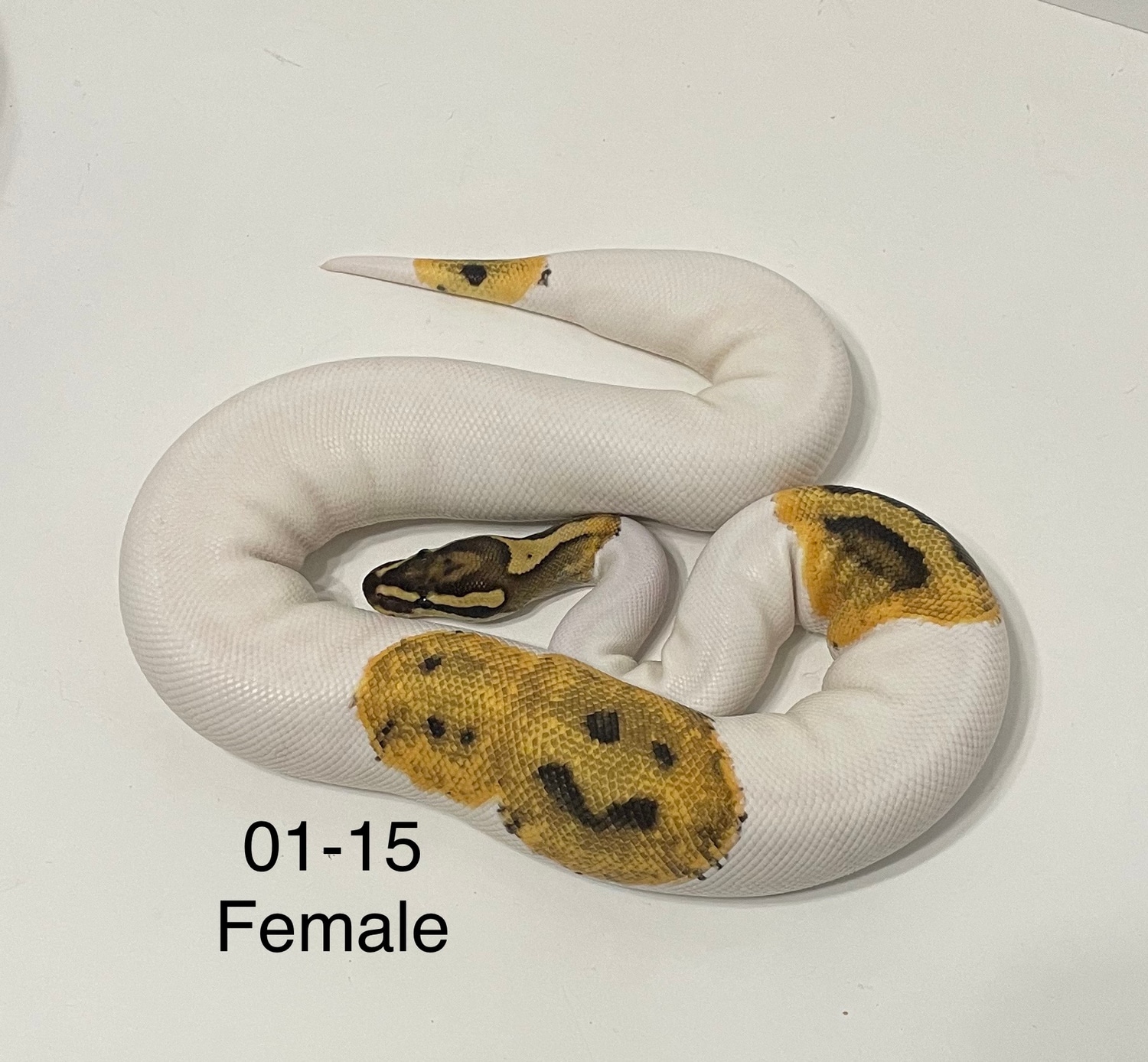 Pyro Pied Ball Python by Nathan's Pythons - MorphMarket
