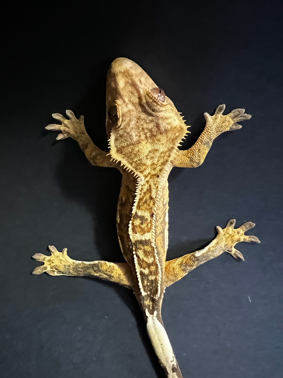Pinstripe Flame Crested Gecko by NJMorphs - MorphMarket