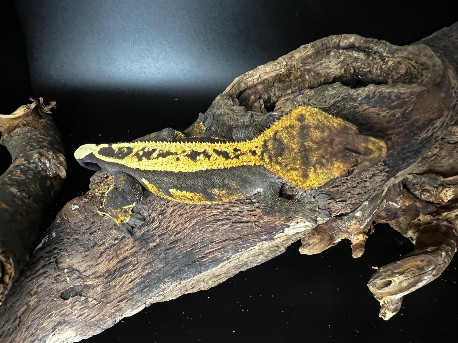 Poss Het Chocolate Crested Gecko by NJMorphs - MorphMarket