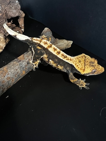 Pinstripe Tri Color Crested Gecko by NJMorphs