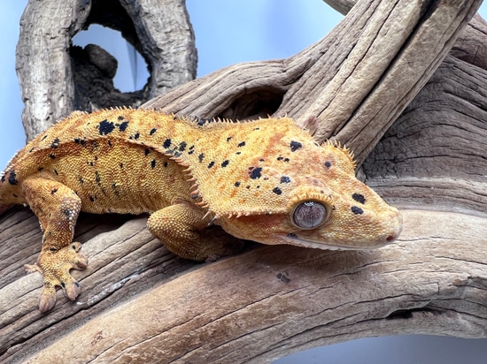 10 Packs Mixed Geckos Crested Gecko by NJMorphs