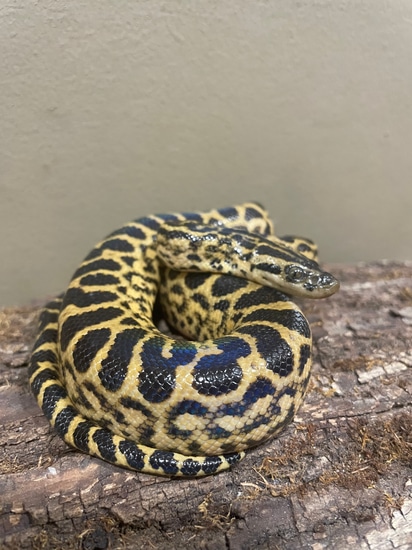 First Ever Mellow Yellow Hybrid Anaconda by Legendary Serpents