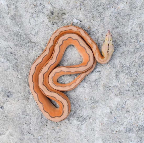 Lemon Glow Orange Glow Motley Sunfire Reticulated Python by ...