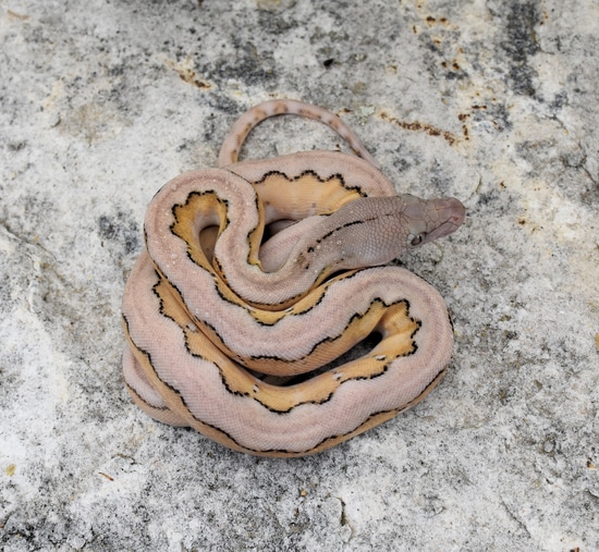 Lemon Glow Motley Sunfire 100% Caramel Or Purple Reticulated Python by ...