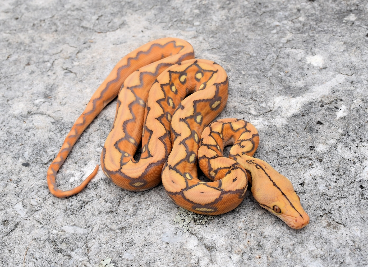 Orange Glow Sunfire Reticulated Python by Slitheringsuccotash - MorphMarket