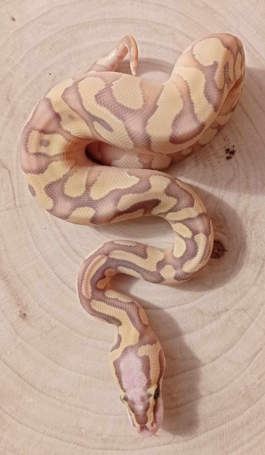 Butter Enchi Pastel Het Clown (Poss YB) Ball Python by NKreptiles ...