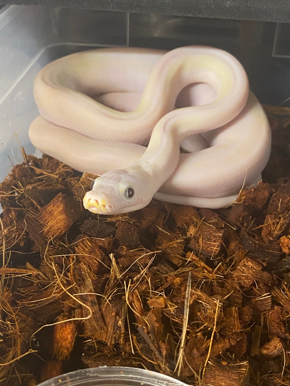 Cows 1.1 Reticulated Python by NRK Reptiles - MorphMarket