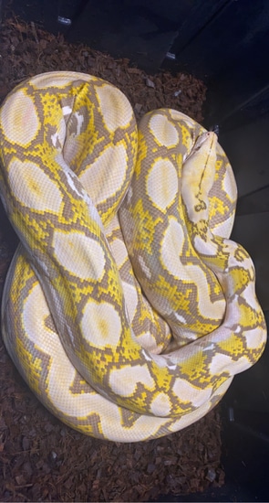 Orange Glow Citron Reticulated Python by NRK Reptiles