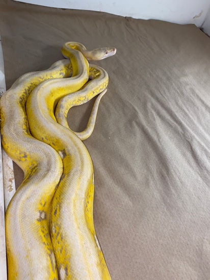 OG Platinum Motley Supertiger Citron Reticulated Python by NRK Reptiles