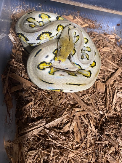 Jaguar Het Clark Albino Reticulated Python by NRK Reptiles