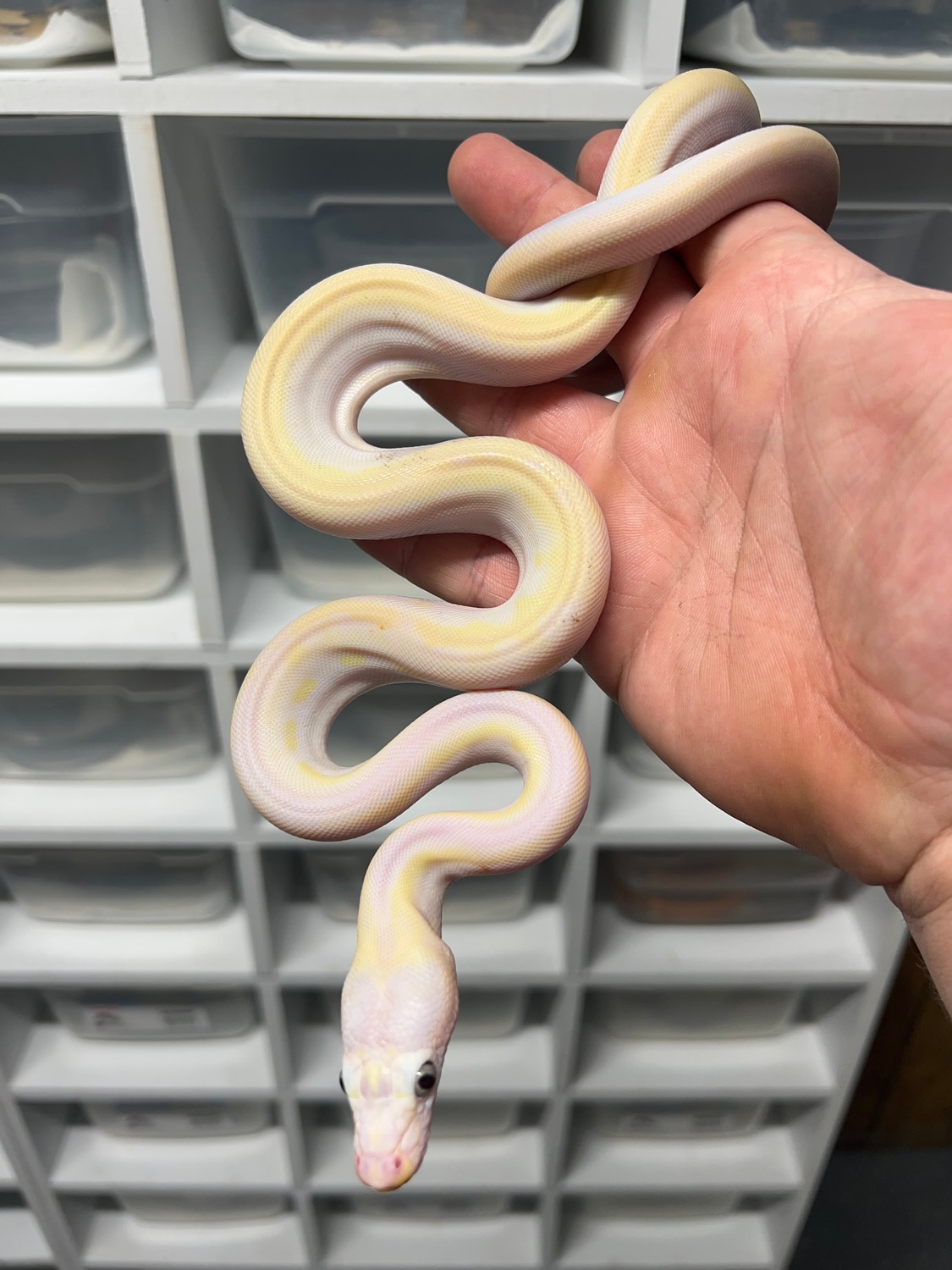 Pre-Tinley Sales Cow Poss Platinum/tiger Reticulated Python by NRK ...