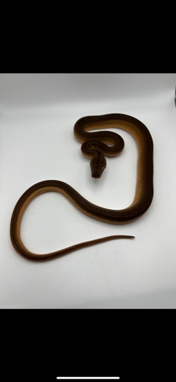 ***SALE***Gc Marble Tiger Spitfire Poss Platinum Reticulated Python by ...