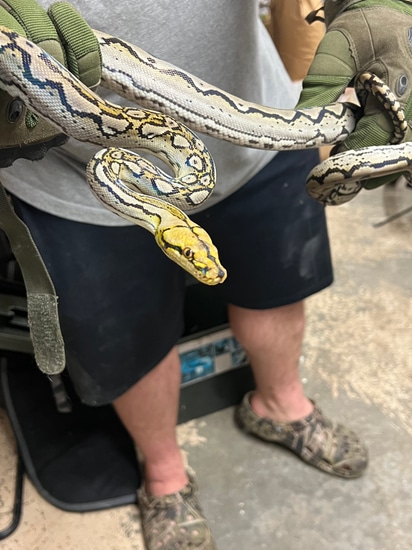 2022 Female Ocelot 66% Het Indo/white Reticulated Python by NRK Reptiles