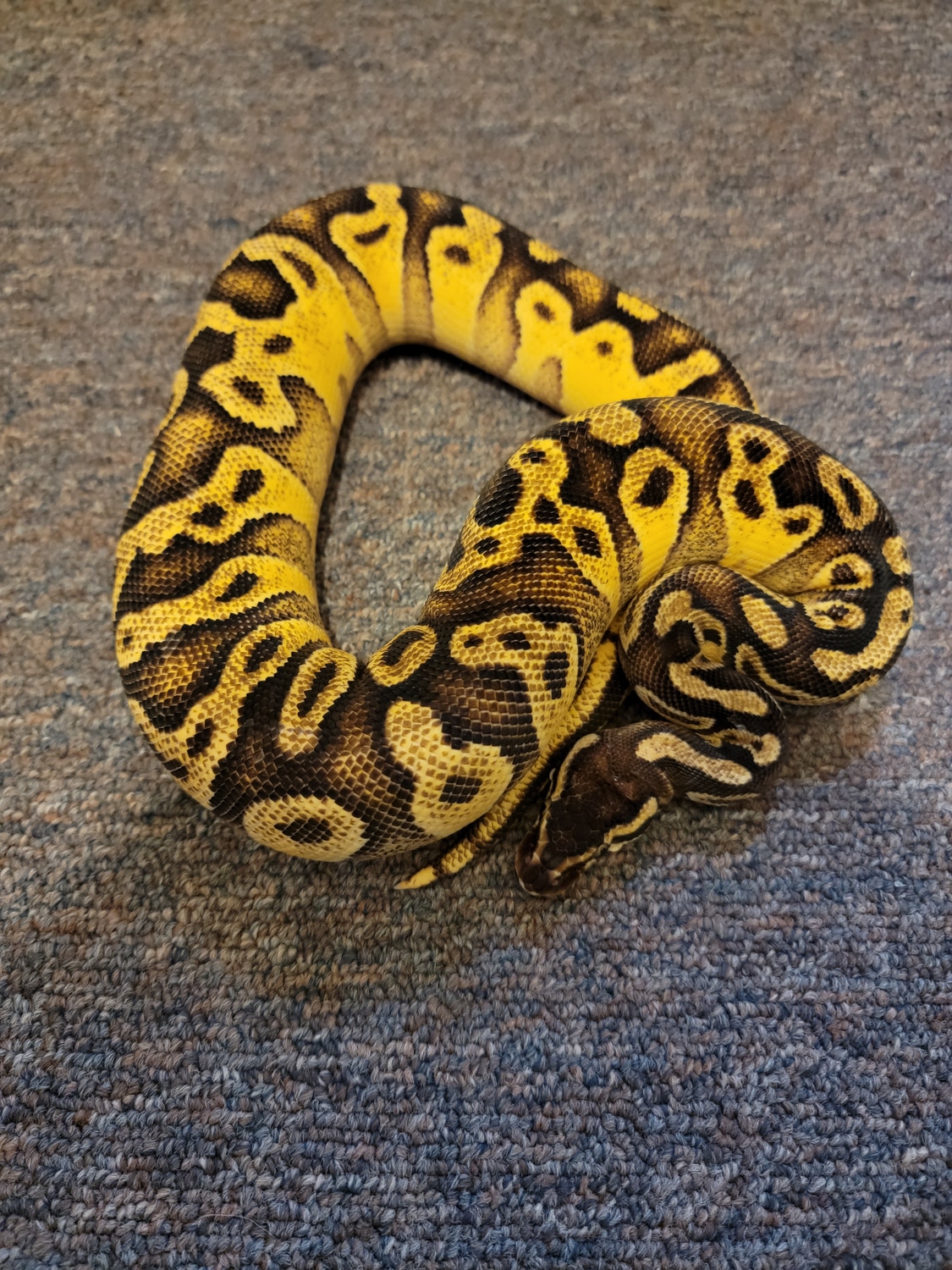 Blackhead Orange Dream Enchi Prob Pastel Ball Python by ...