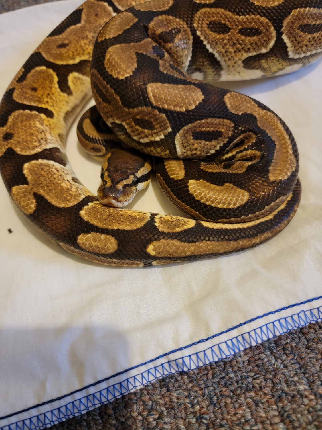 Orange Dream Enchi Cinnamon Ball Python by Northeastroyalsss - MorphMarket