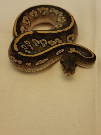 Cinder Mojave Ball Python by Northeastroyalsss
