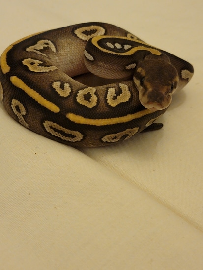 Cinder Mojave Ball Python by Northeastroyalsss