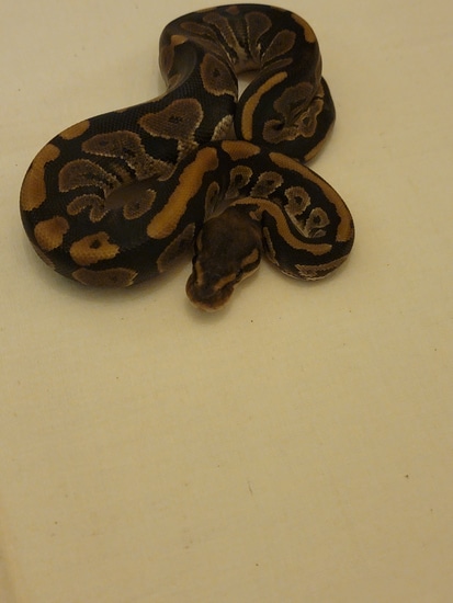 Cinder Ball Python by Northeastroyalsss
