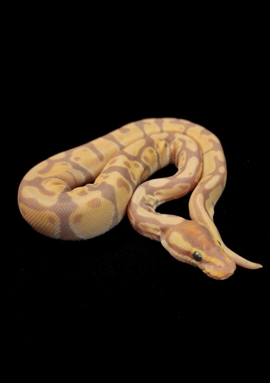 Banana Enchi Ball Python by Lucid Exotics