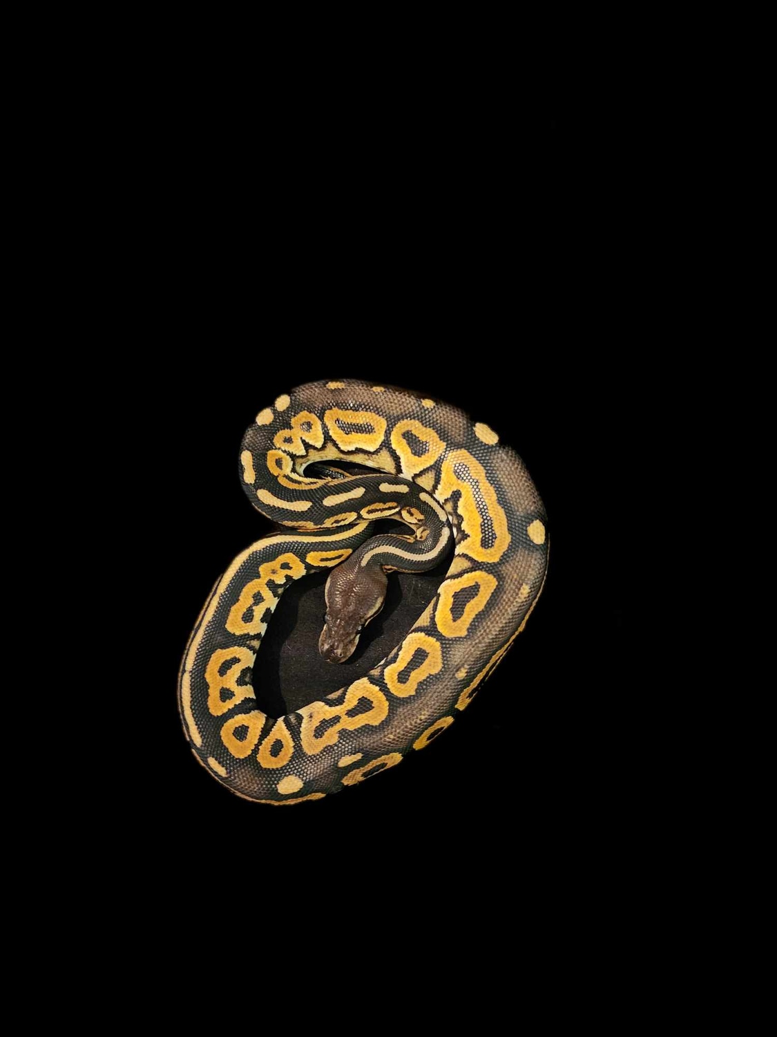 Cinnamon Ball Python by Lucid Exotics - MorphMarket
