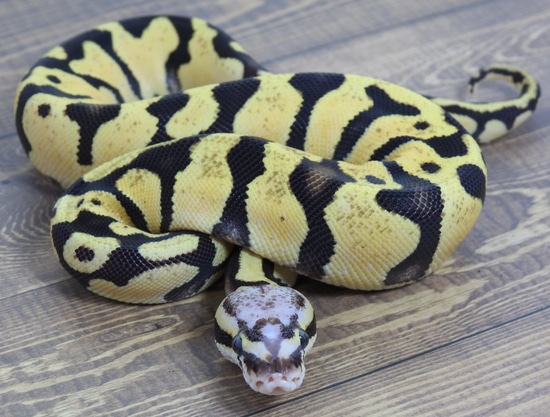 Superfly Scaleless Head Ball Python by Lovera Exotics