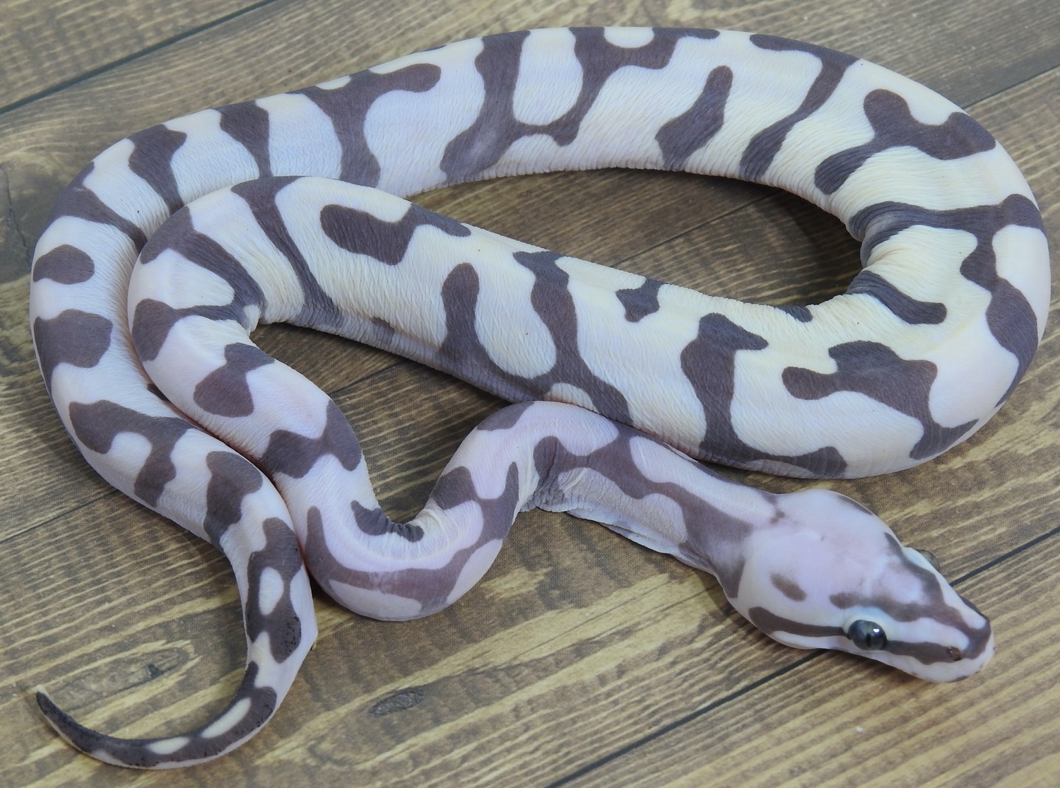 Superfly Scaleless Ball Python by Lovera Exotics - MorphMarket