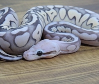 Superfly Scaleless Ball Python by Lovera Exotics - MorphMarket