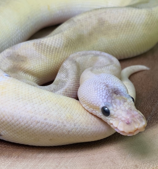 Pastel Champagne HRA Pos Hypo Ball Python by Lovera Exotics