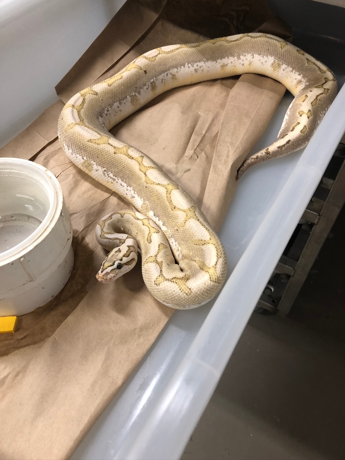 Bamboo Woma Ball Python by Lovera Exotics - MorphMarket