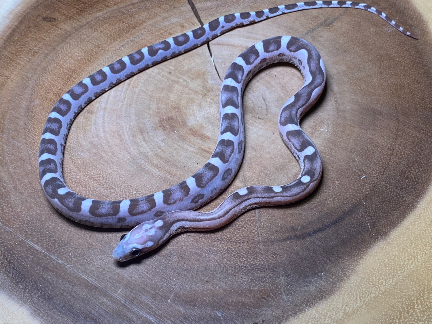 Ultramel Anery Scaleless Corn Snake by Lovera Exotics - MorphMarket