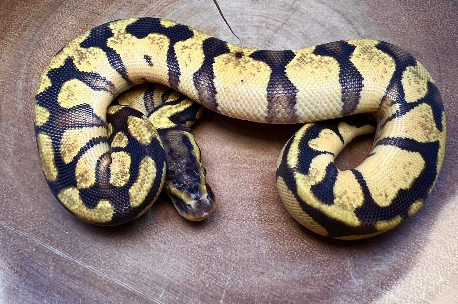Pastel ODYB Enchi Het Pied 50% Het Clown Pos Vanilla Ball Python by ...