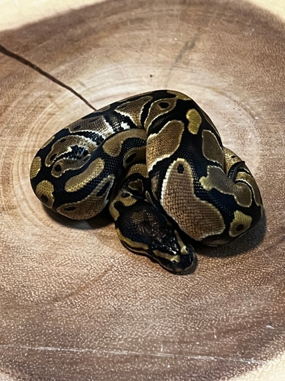 DH Clown Pied Ball Python by Lovera Exotics - MorphMarket