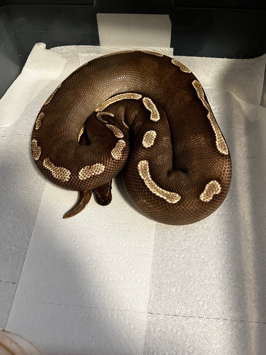 GHI Mojave Yellowbelly Ball Python by Lovera Exotics - MorphMarket
